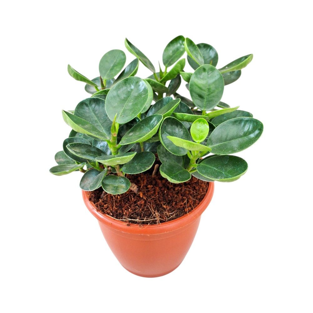 Tropica Nursery LLP