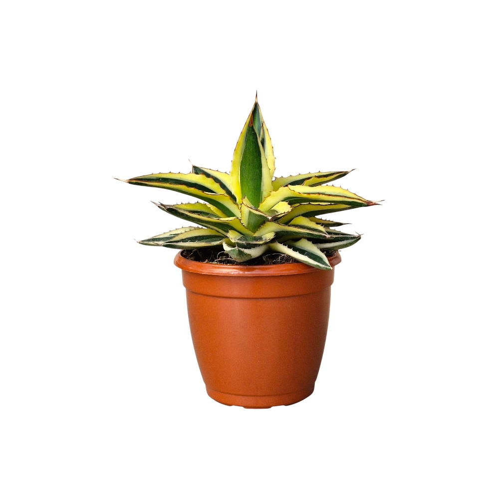 Tropica Nursery LLP