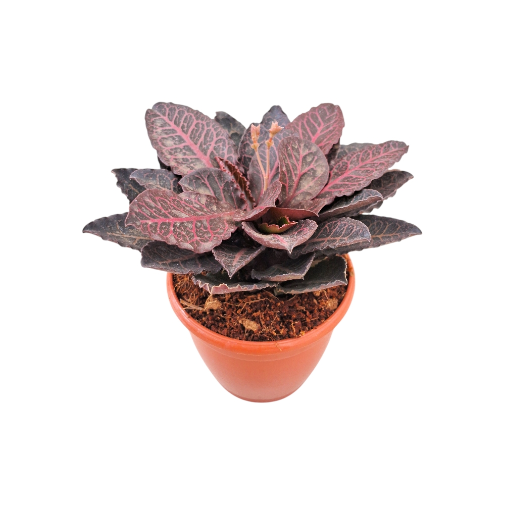 Tropica Nursery LLP