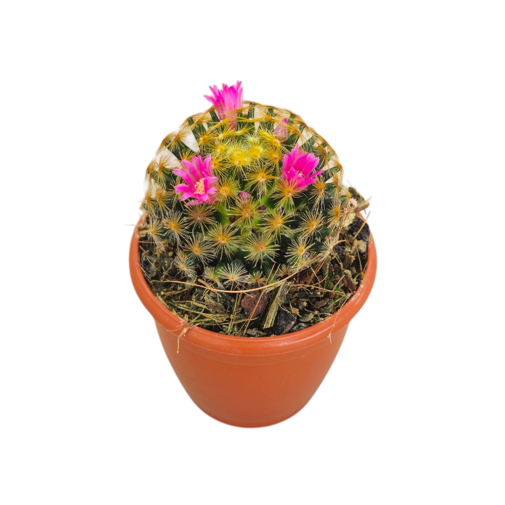 Tropica Nursery LLP